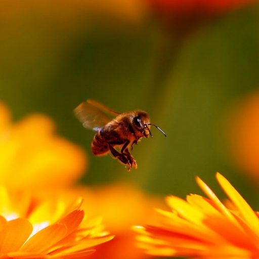 Honey Bees - beeing blog