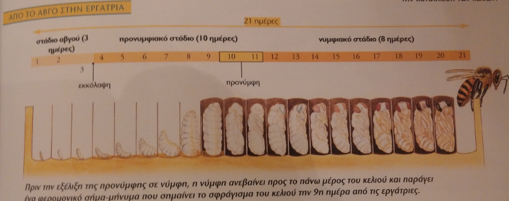 Βιολογικός κύκλος των μελισσών - beeing blog
