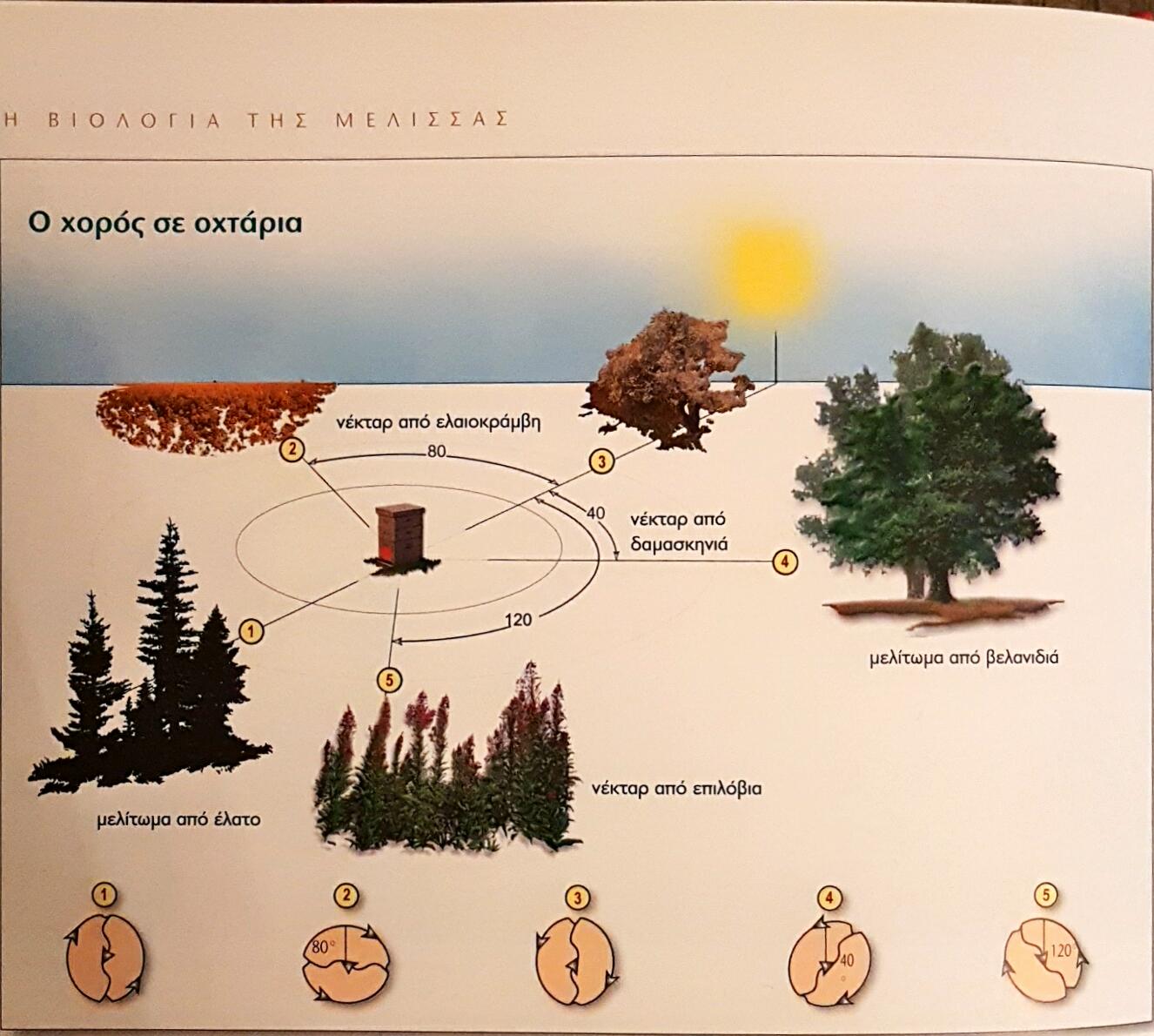 Οι χοροί των μελισσών - beeing blog