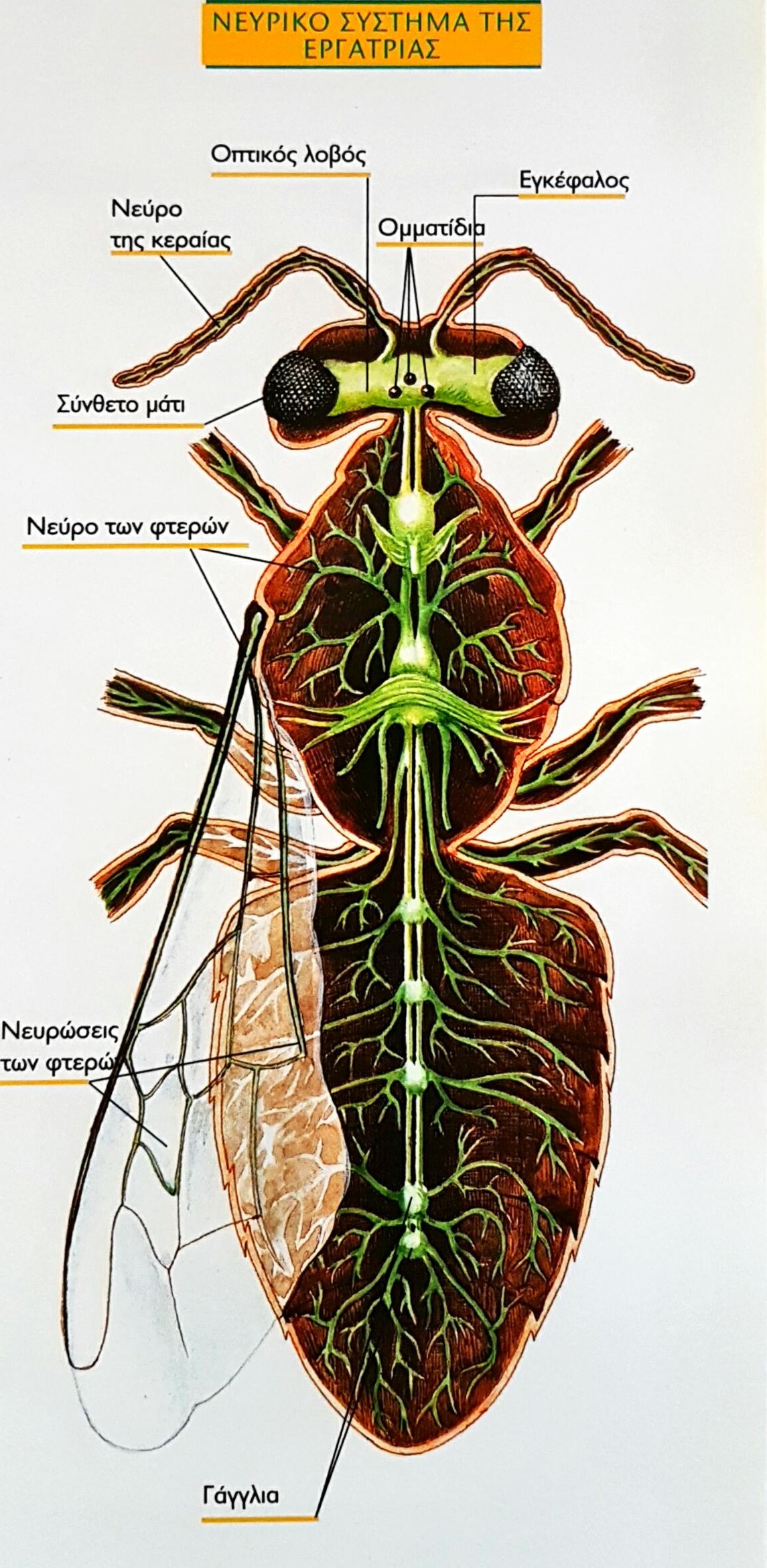 Νευρικό σύστημα των μελισσών - beeing blog
