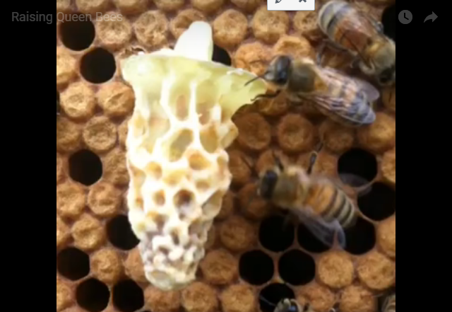 Παραγωγή Βασιλισσών στην Αμερική [Video] - beeing blog