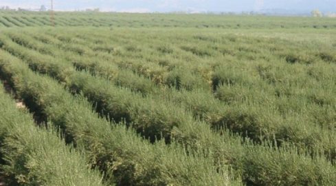 Η γραμμική καλλιέργεια της ελιάς - beeing blog